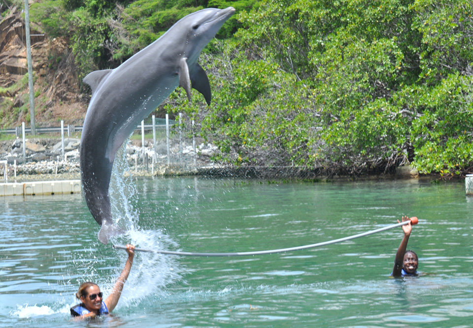 dolphin-discovery - Caribbean Islands Maps and Guides
